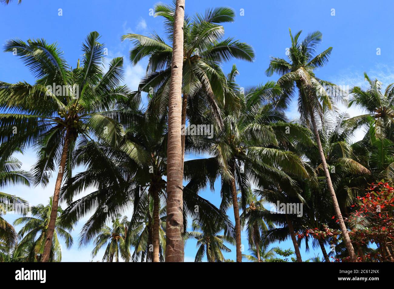 Palm trees of Palawan. Natural landscape in Philippines Stock Photo - Alamy