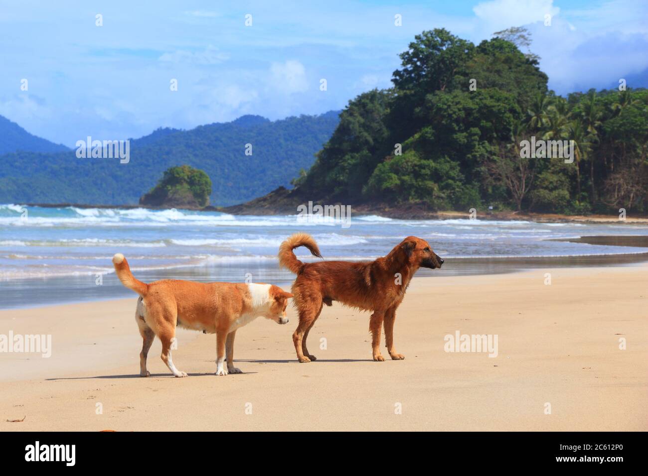 Dog friends on a beach - Sabang beach in Palawan island, Philippines ...