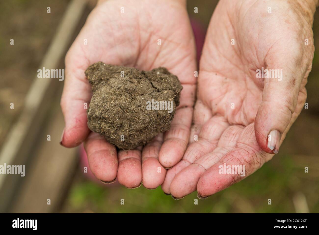 The wrinkled hands of an elderly woman hold a lump of earth Stock Photo ...