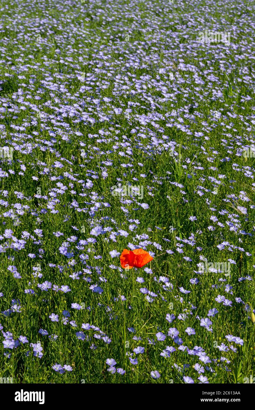 Flax field (Linum usitatissimum) and poppies in flower. Puy de Dome ...