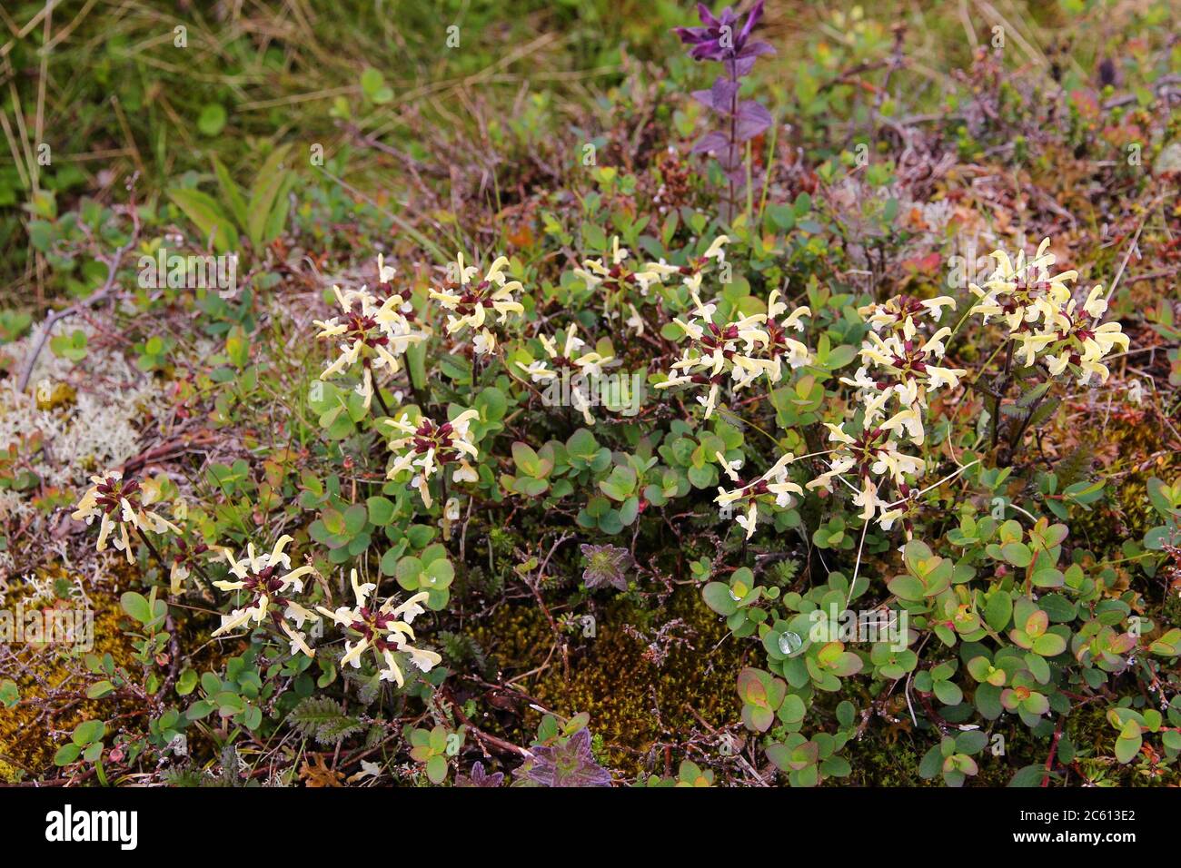 Alpine flowers of Norway. Flora of Saltfjellet-Svartisen National Park ...