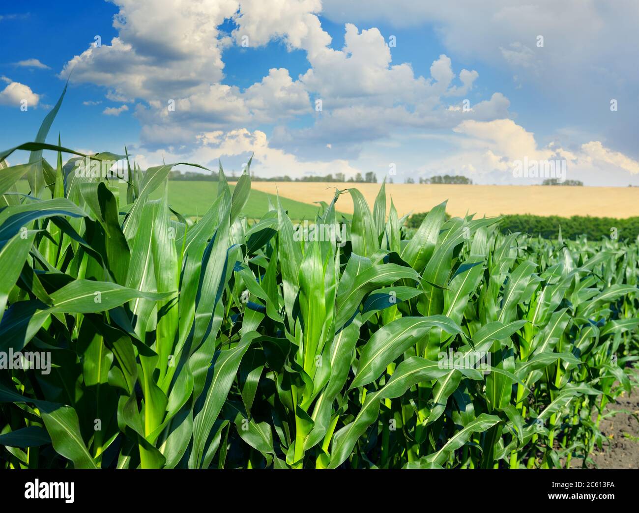 Stalks of corn hi-res stock photography and images - Alamy