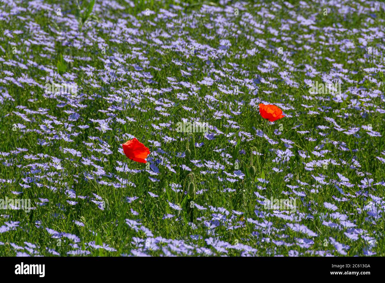 Poppies poppy flax hi-res stock photography and images - Alamy