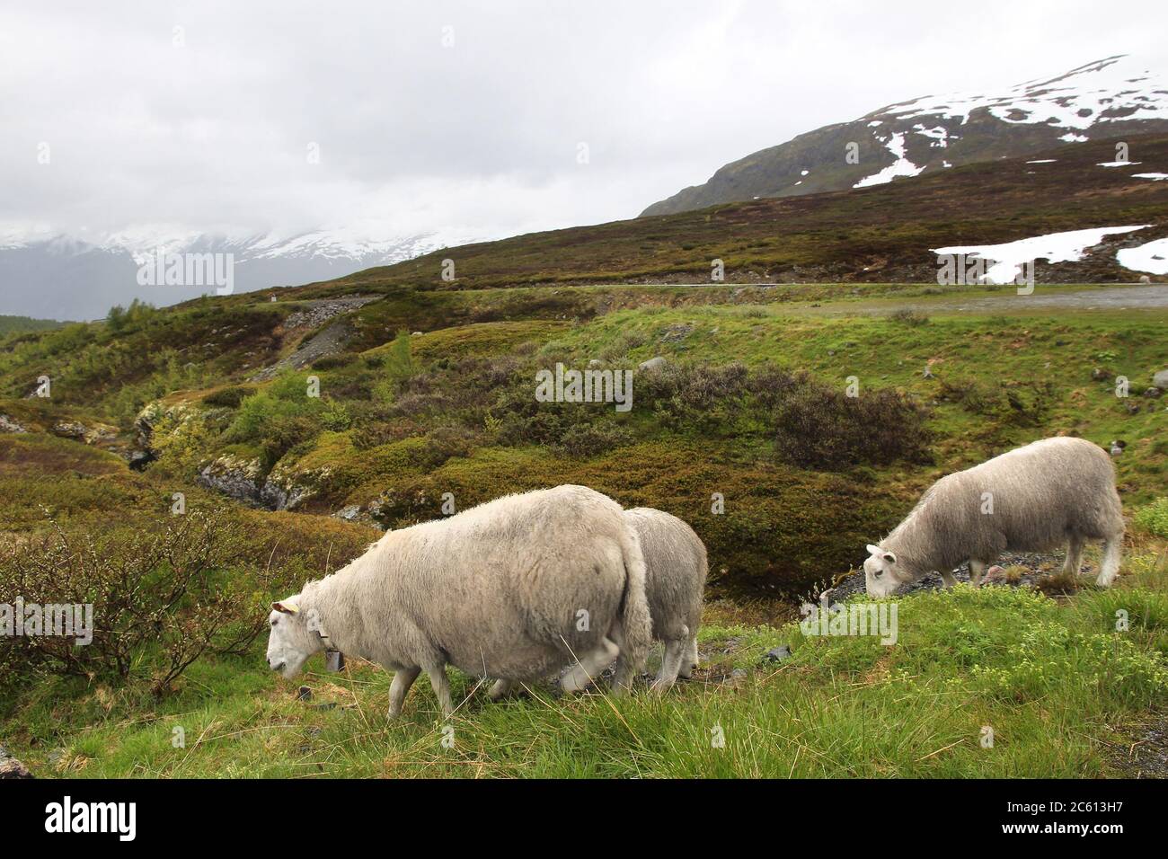 Sheep in tundra biome landscape in Norway. Mountain stream in ...