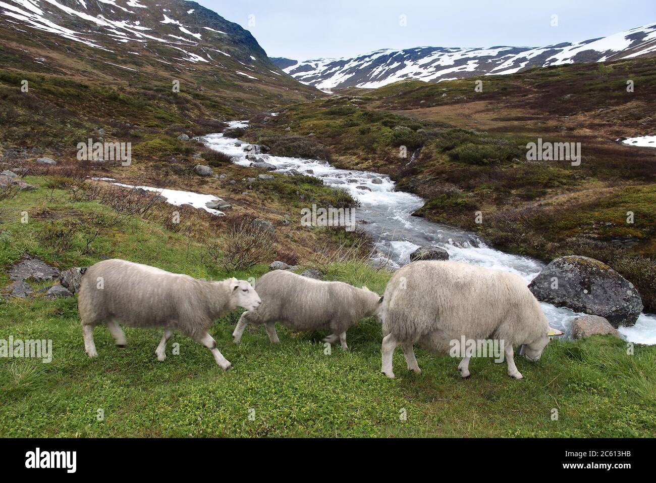 Sheep in tundra biome landscape in Norway. Mountain stream in ...
