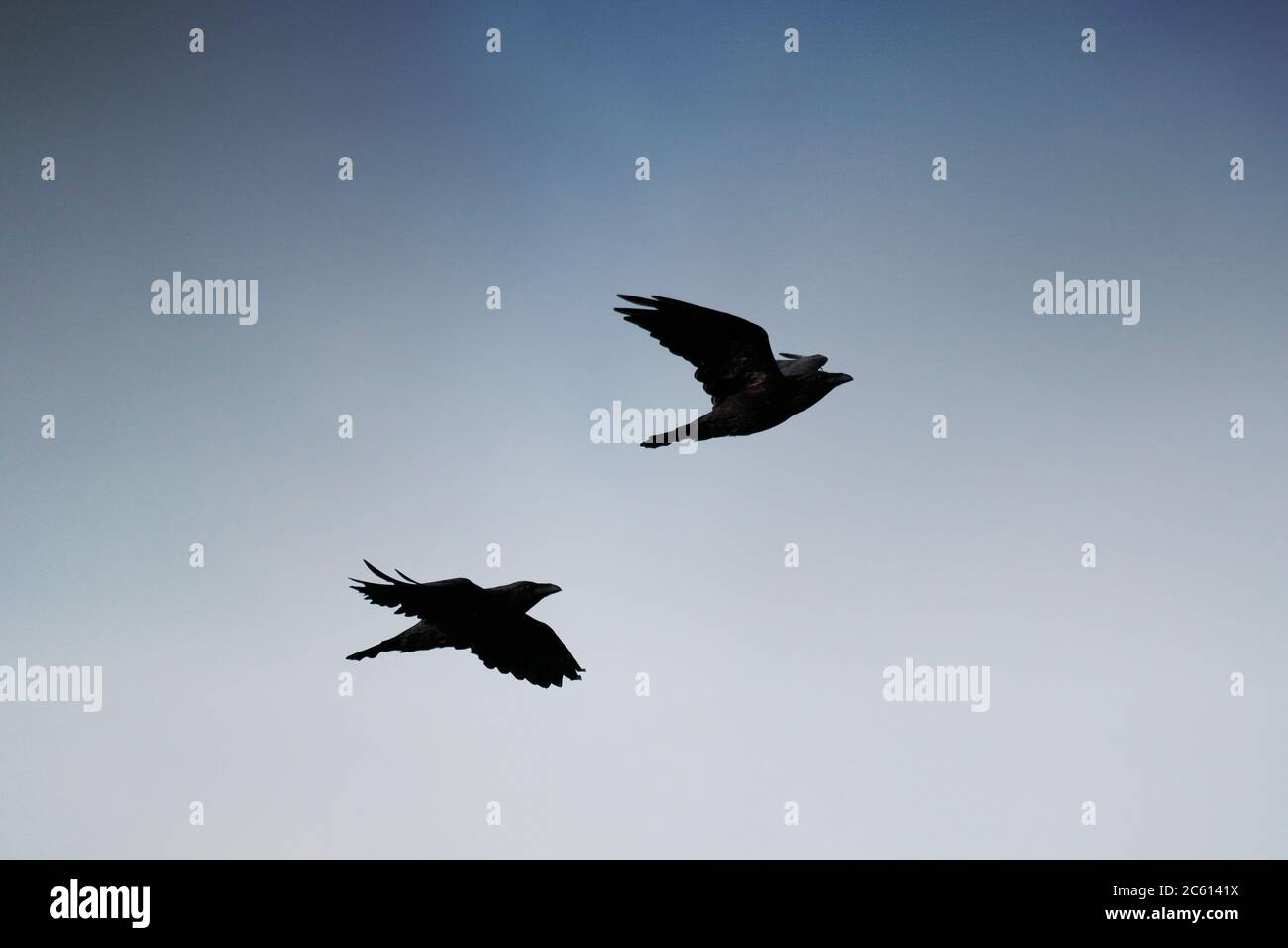 Family of ravens hi-res stock photography and images - Alamy
