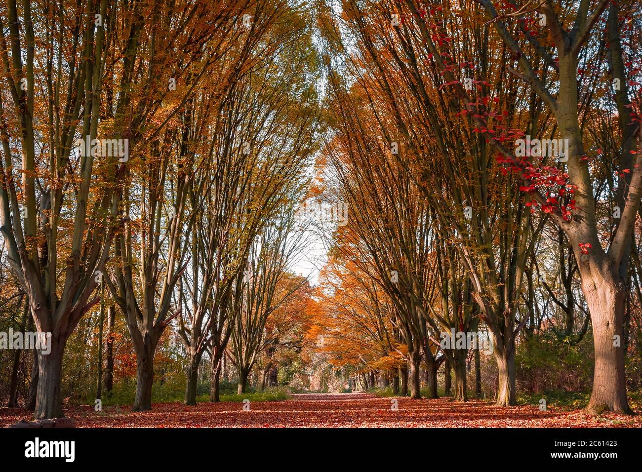 Treelined avenue in Bushy Park in London Stock Photo - Alamy