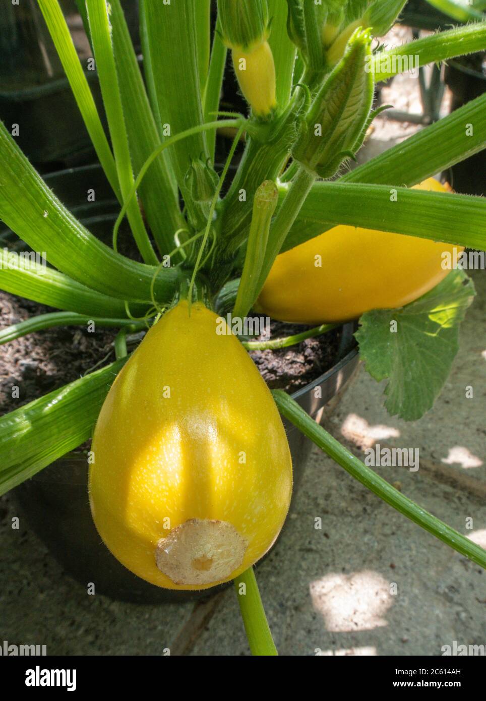 Golden griller courgette hi-res stock photography and images - Alamy