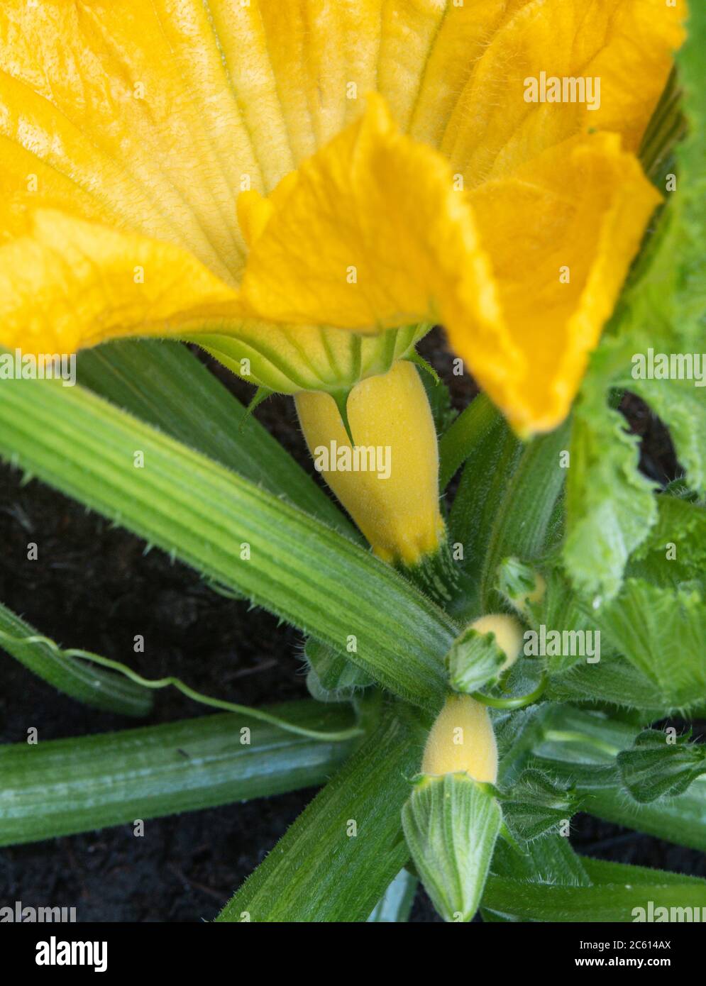 Female flower and young embryonic fruit on Courgette Golden Griller ...