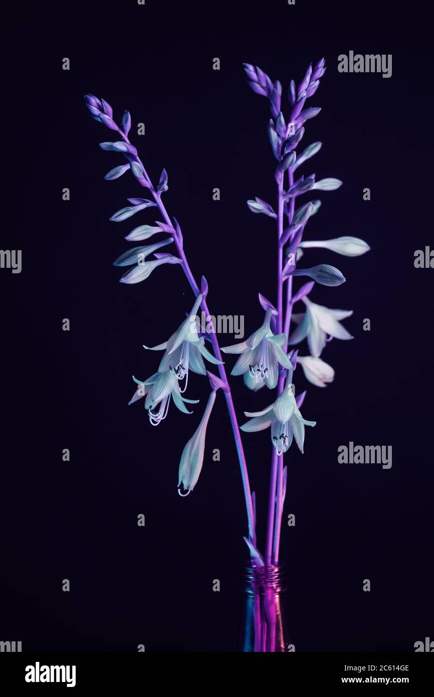 Abstract flowers color pink light. Beautiful plant minimal in neon ...