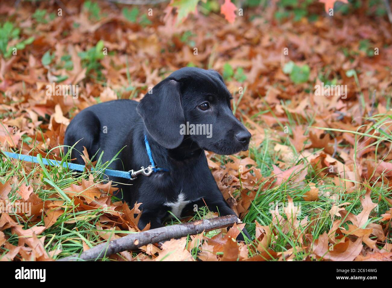 Black Lab Dachshund Mix