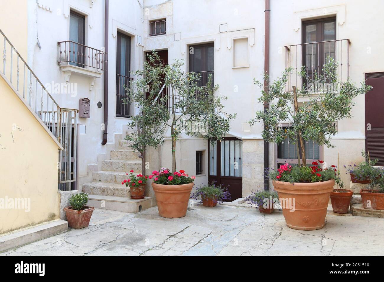 Olive tree in pot in garden hi-res stock photography and images - Alamy