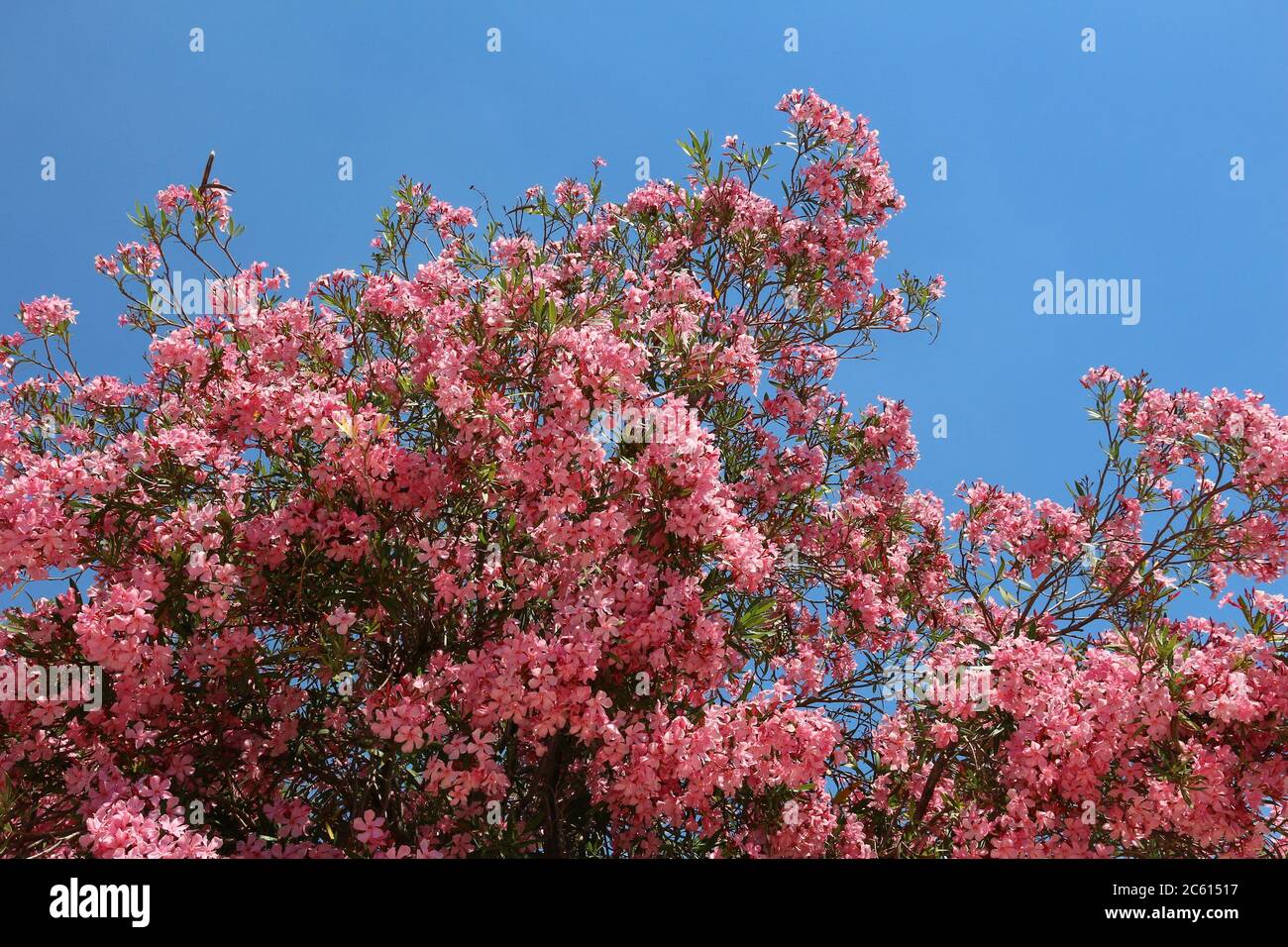 Large oleander tree - pink flowers in Lecce, Italy Stock Photo - Alamy