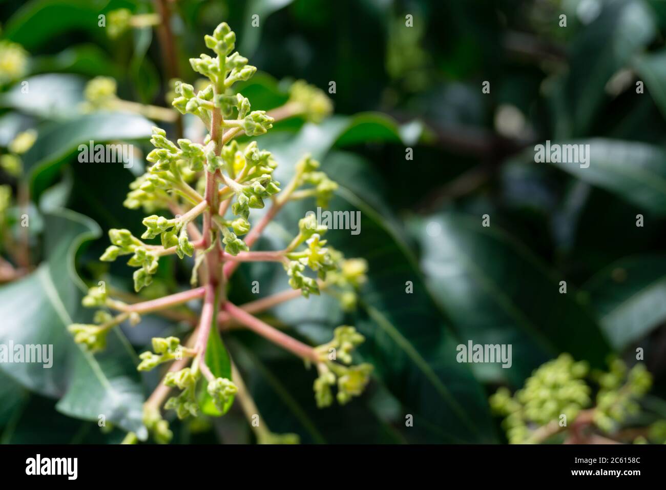 Mangifera indica commonly known as mango. A shot of fruit bearing tree ...