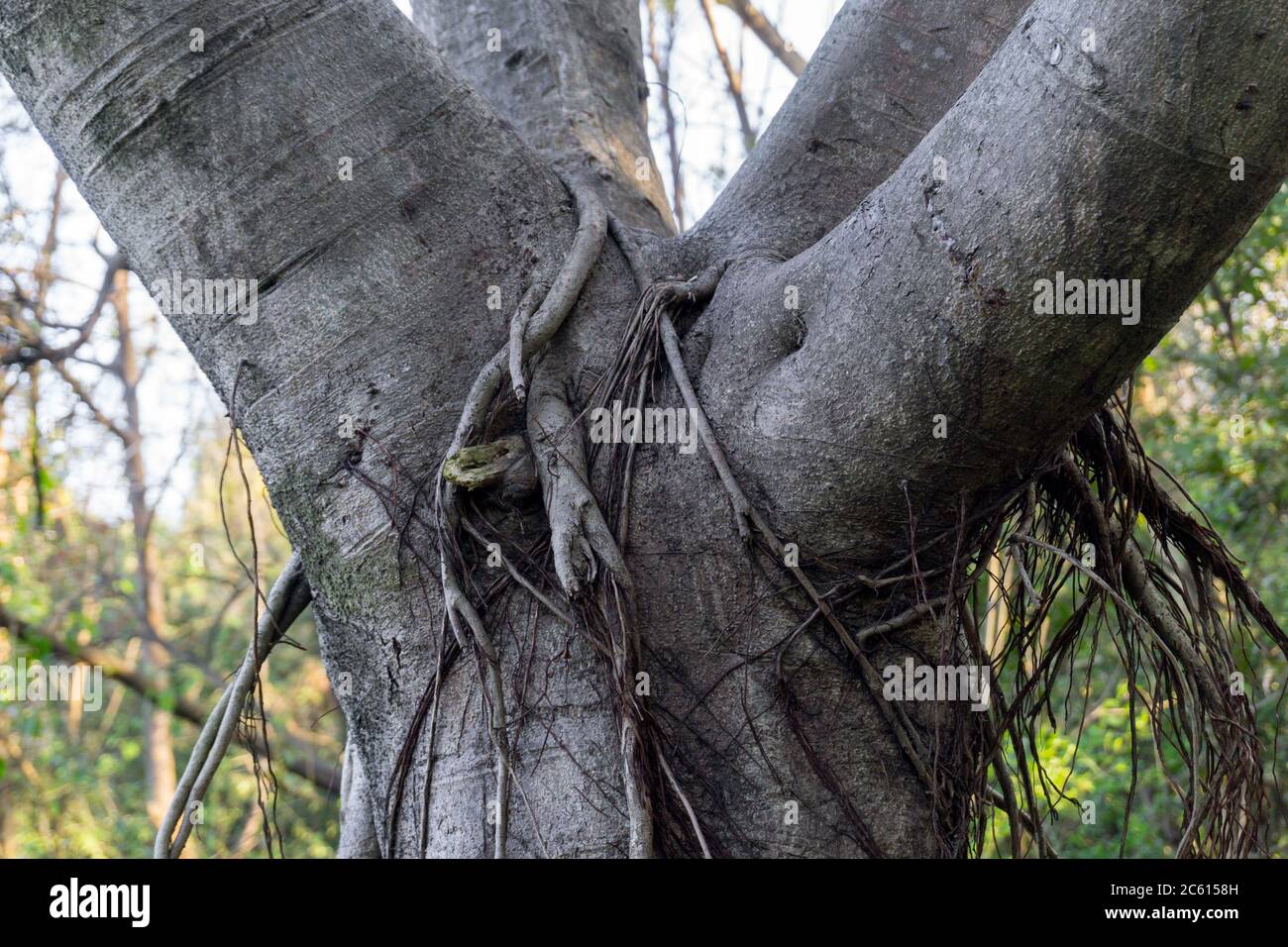 A close up shot of Ficus religiosa tree trunk.It is also known as the ...