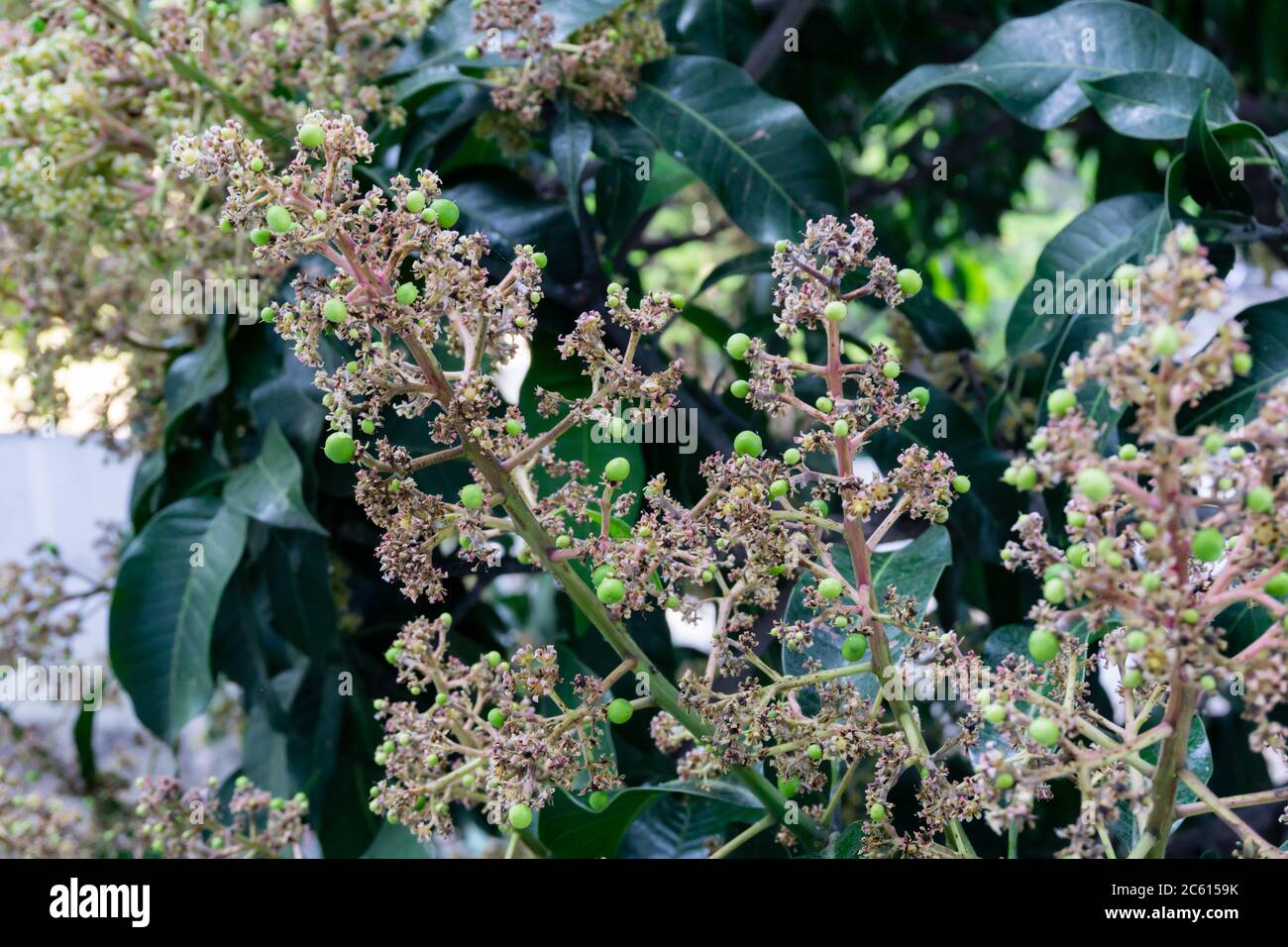 Mango Flower And Fruit