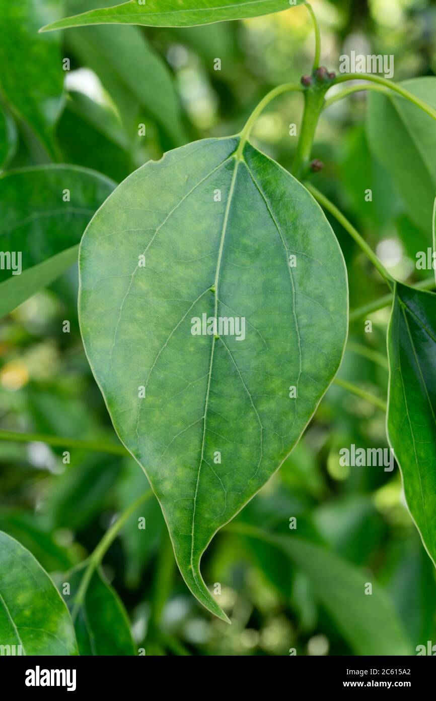 Camphor Tree High Resolution Stock Photography and Images - Alamy