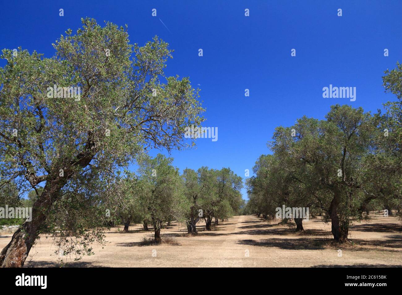 Apulia old olive trees - olive oil making region in Bari Province ...