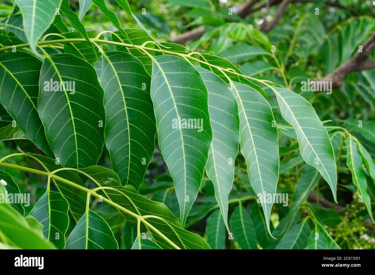 Indian Mahogany Tree Leaf Mahogany (Genus Swietenia) · INaturalist