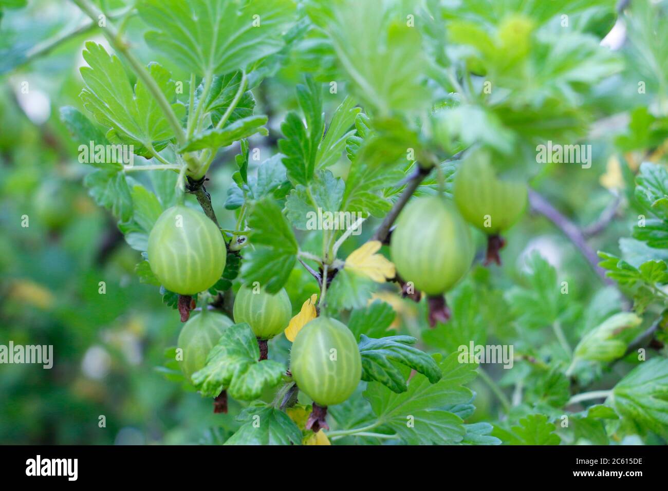 Fresh green gooseberries. Green berries close-up on a gooseberry branch ...