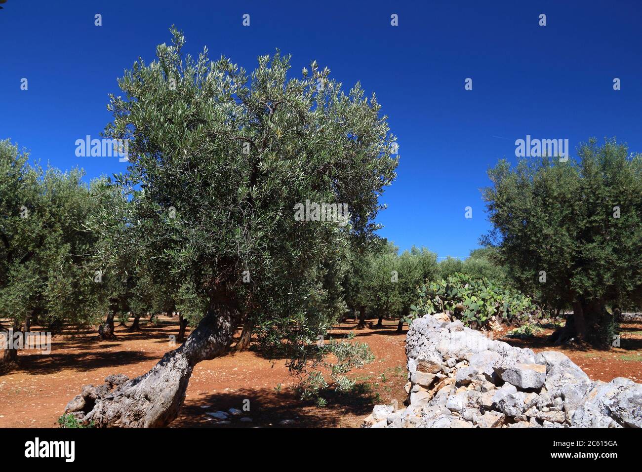 Apulia old olive trees - olive oil making region in Bari Province ...