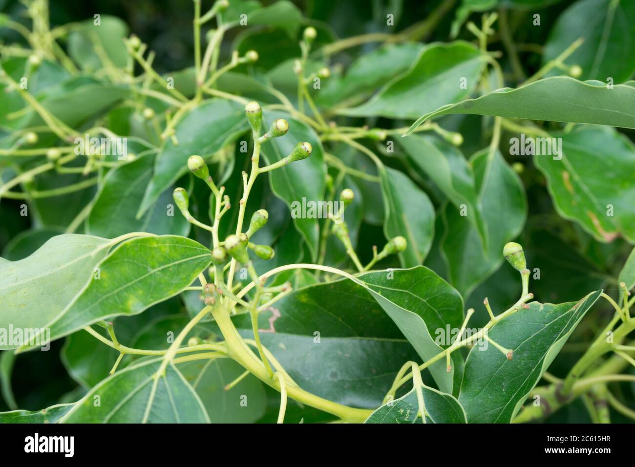 A close up shot of camphor laurel seeds and leaves. Cinnamomum camphora ...