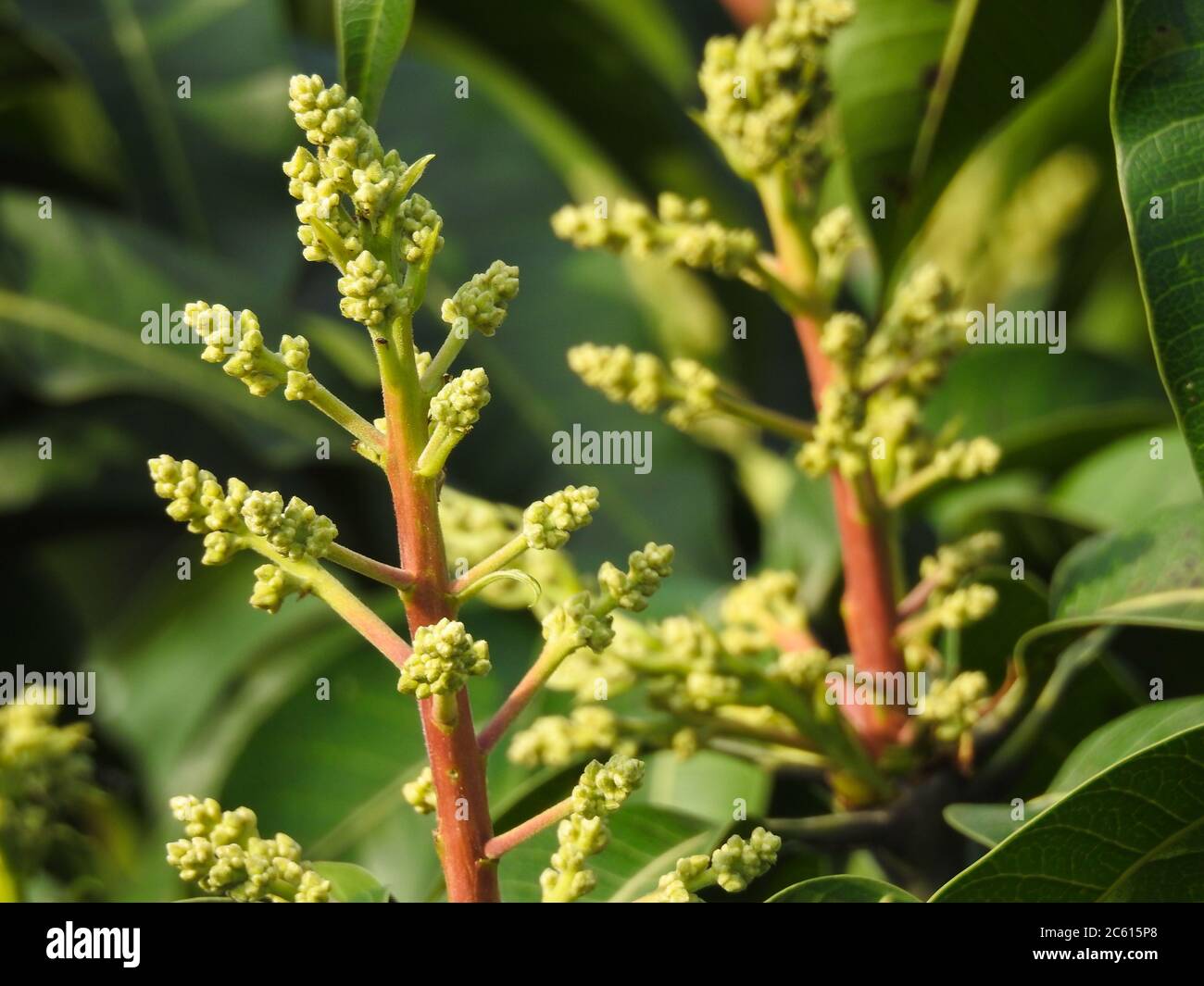 Mangifera indica commonly known as mango. A shot of fruit bearing tree ...