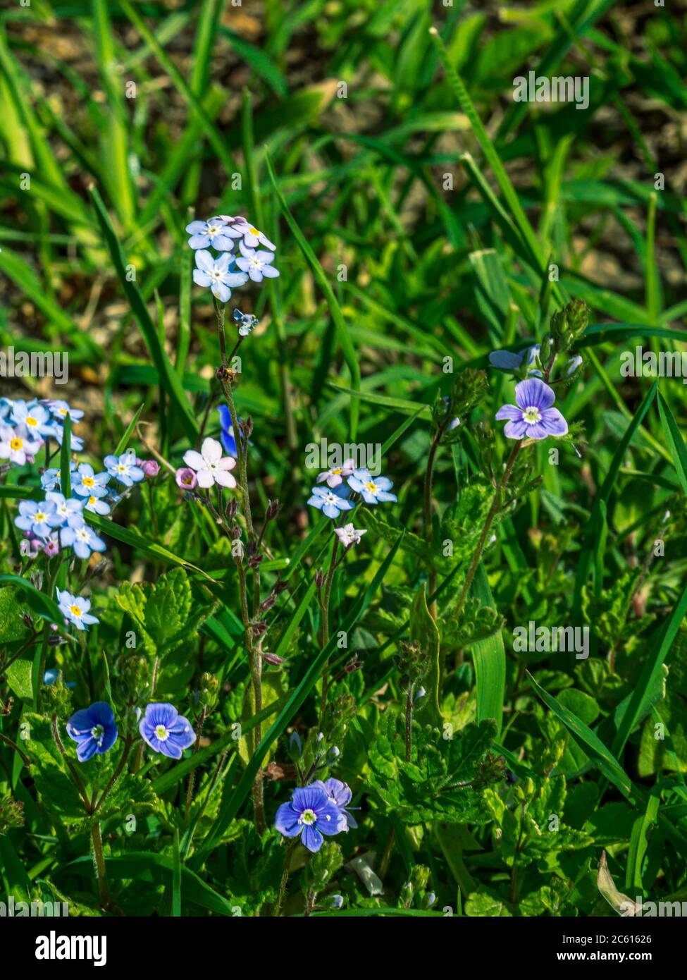 Blue meadow flowers hi-res stock photography and images - Alamy