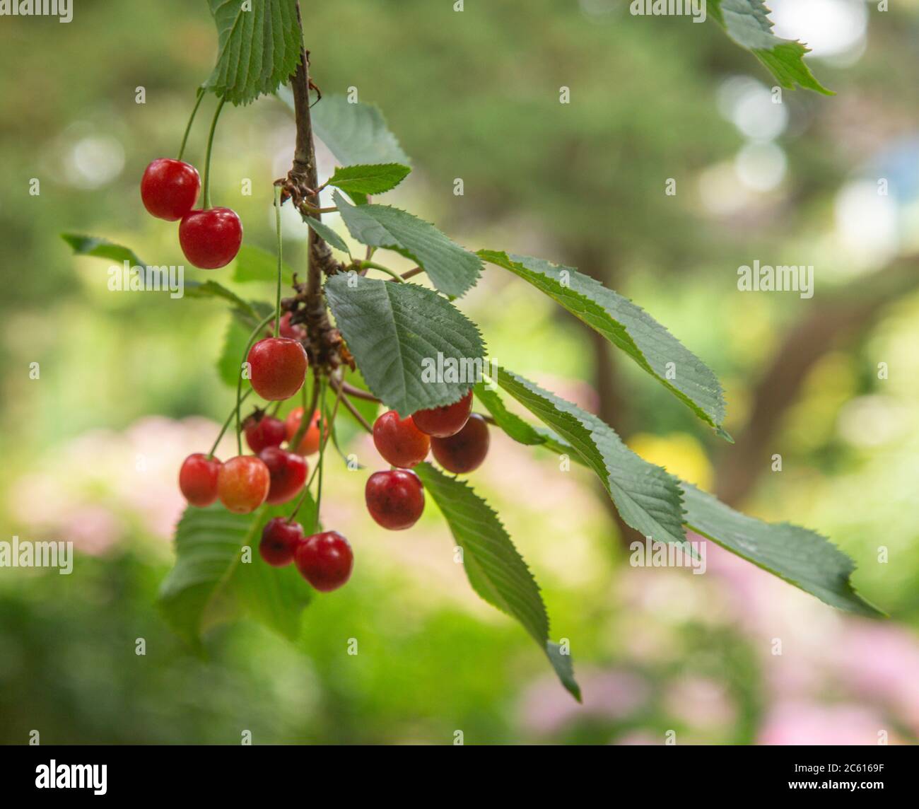 Hanging cherry tree hi-res stock photography and images - Alamy