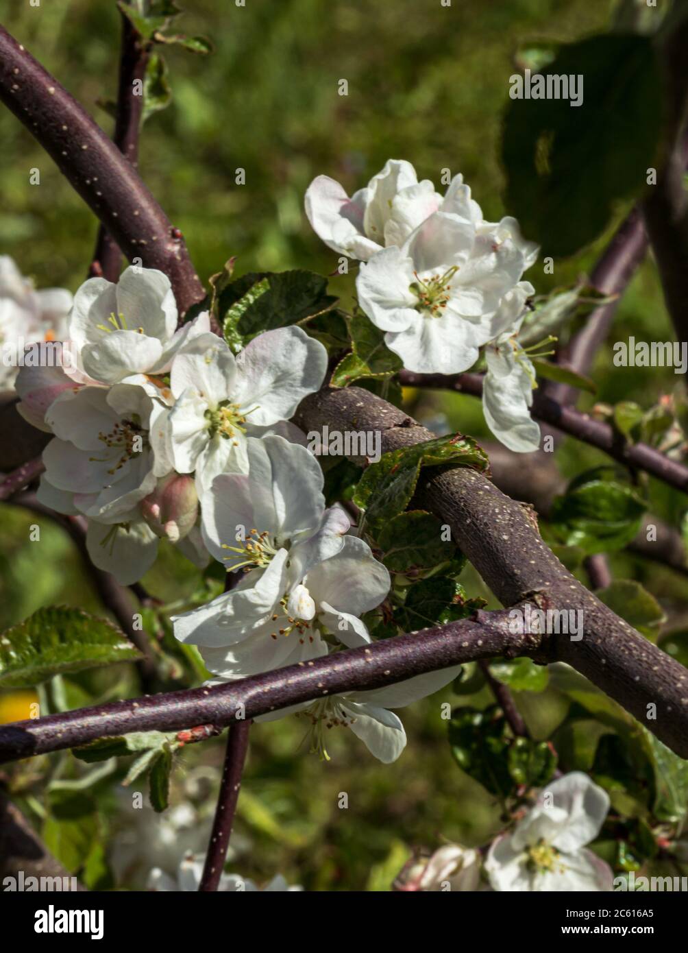 Flowering apple tree with white flowers at spring time Stock Photo - Alamy