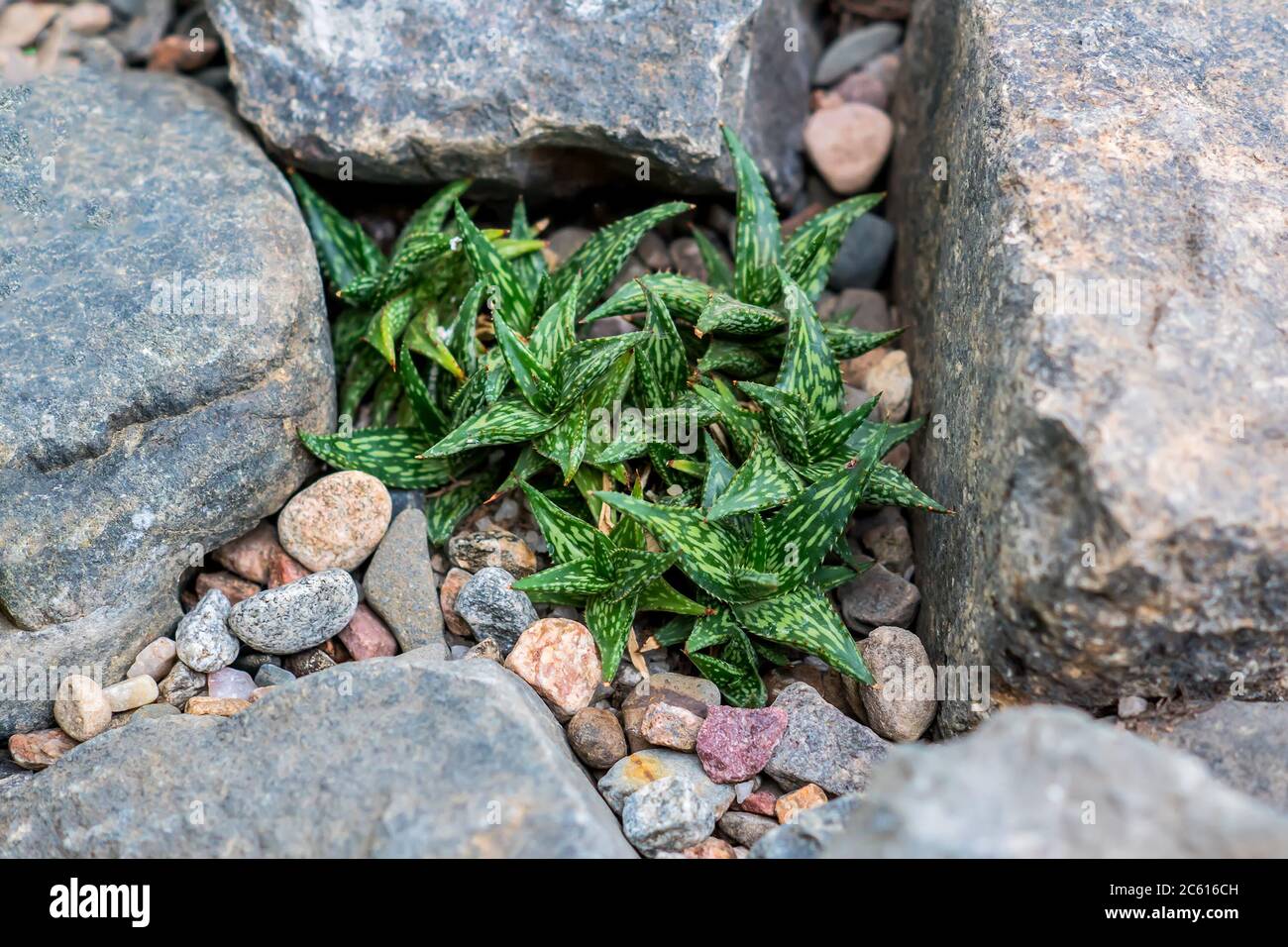 top view of Aloe variegata in pebbles and stones, natural background ...