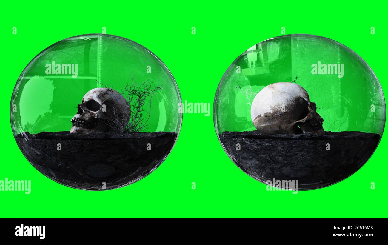 human skull in glass sphere. Isolate. 3d rendering Stock Photo - Alamy