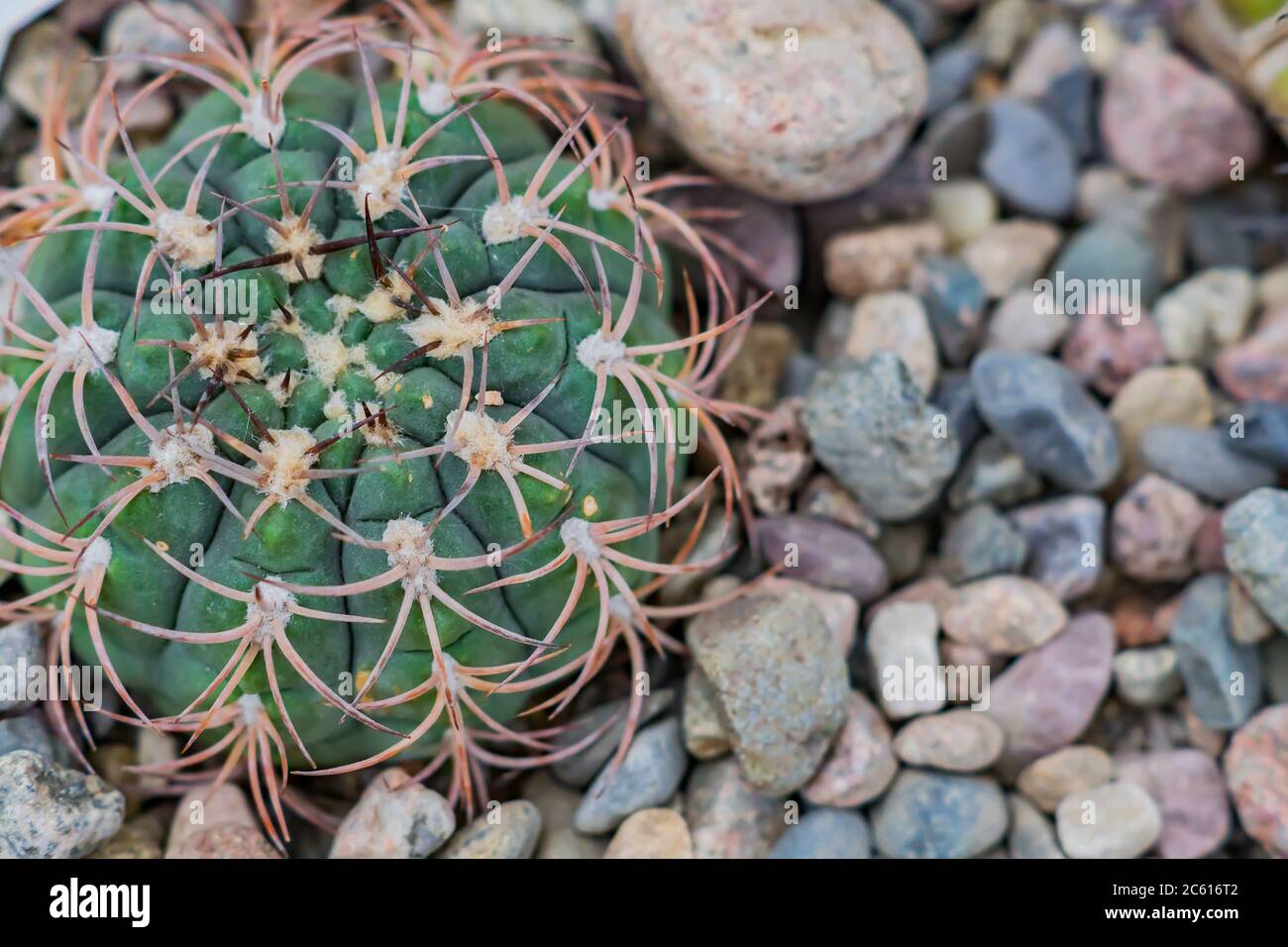 Ball shaped cactus hi-res stock photography and images - Alamy
