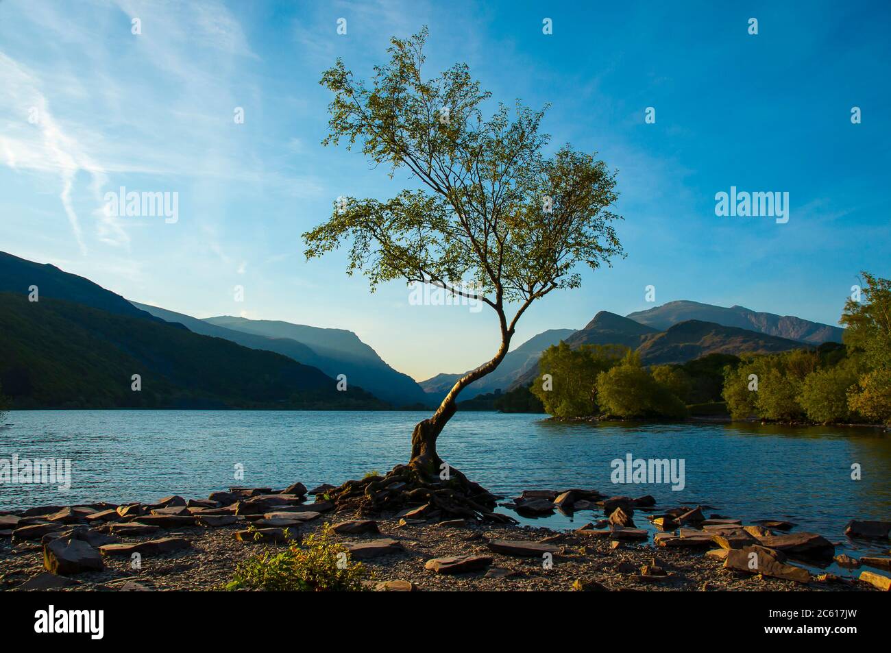 Padarn tree hi-res stock photography and images - Alamy