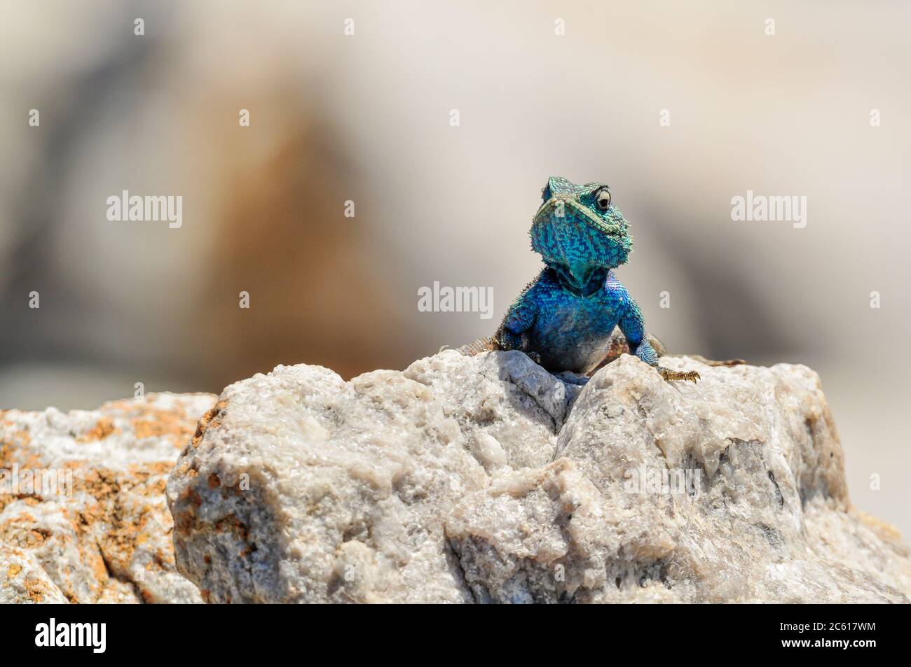 Rock agama sitting on rock Stock Photo - Alamy