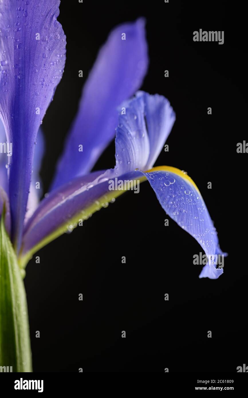 Open iris flower hi-res stock photography and images - Alamy
