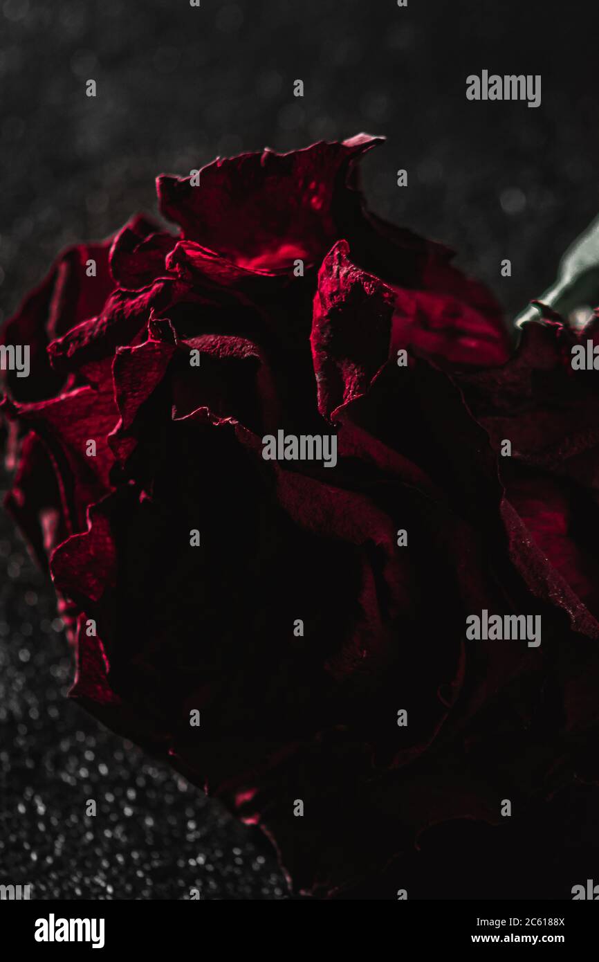 dried rose red high contrast in a dark key on a black background. close ...