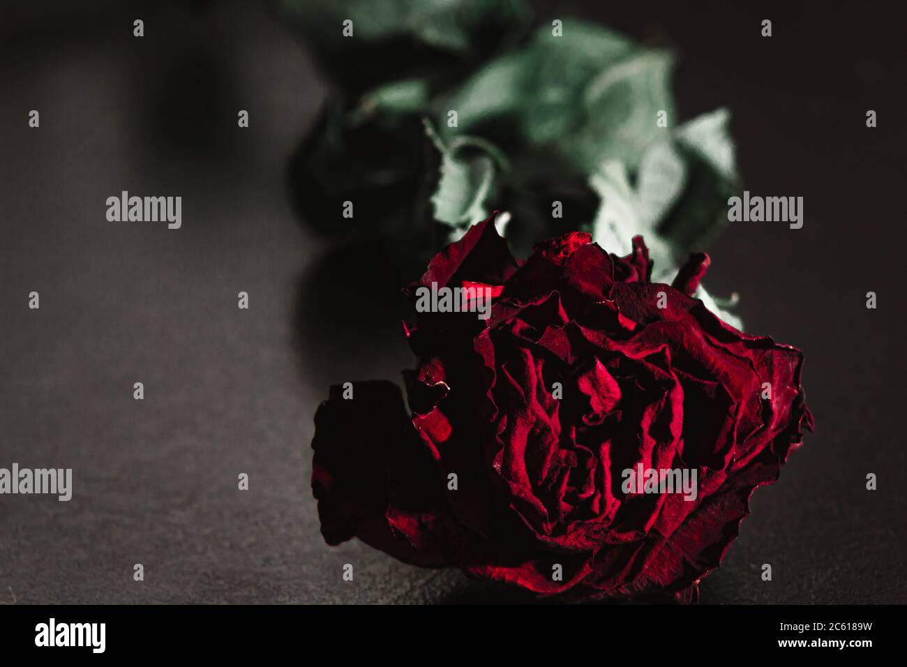 dried rose red high contrast in a dark key on a black background. close ...