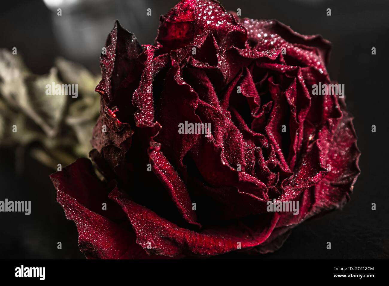 dried red rose with drops on a black background. close up. copy space ...