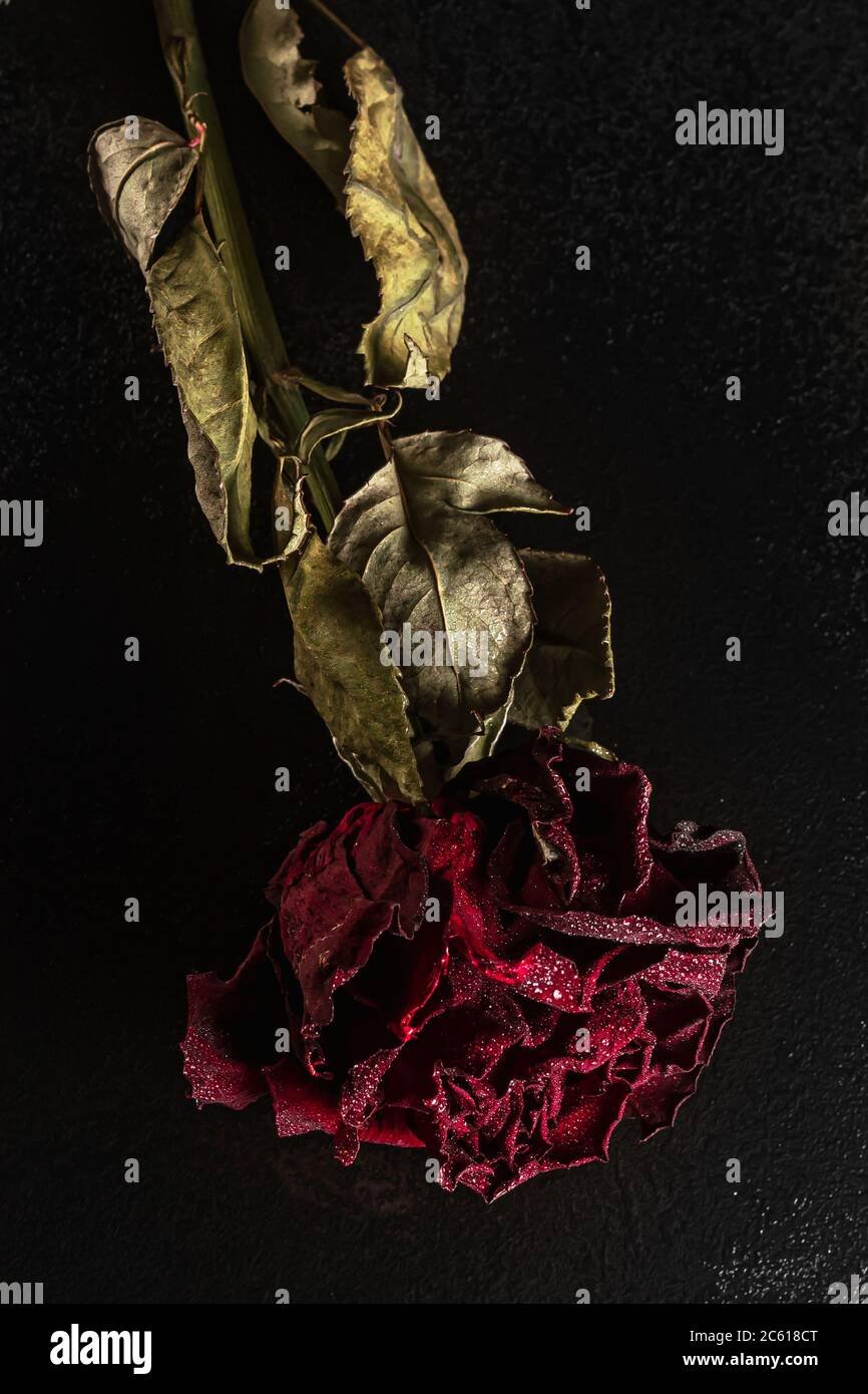 Tuber roses images hi-res stock photography and images - Alamy