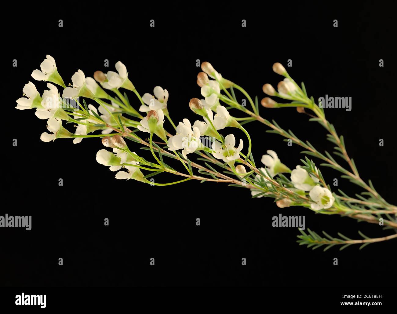 Chamelaucium hi-res stock photography and images - Alamy