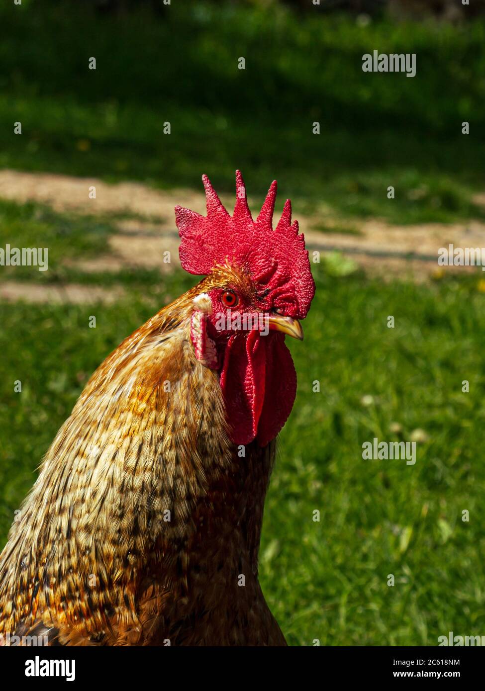 Farm animal bird, chicken man looking around Stock Photo - Alamy