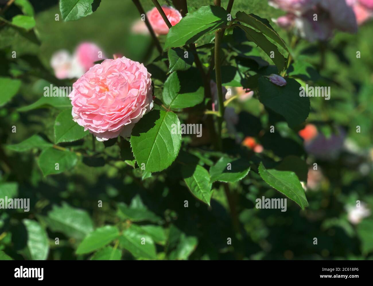 Peony roses hi-res stock photography and images - Alamy