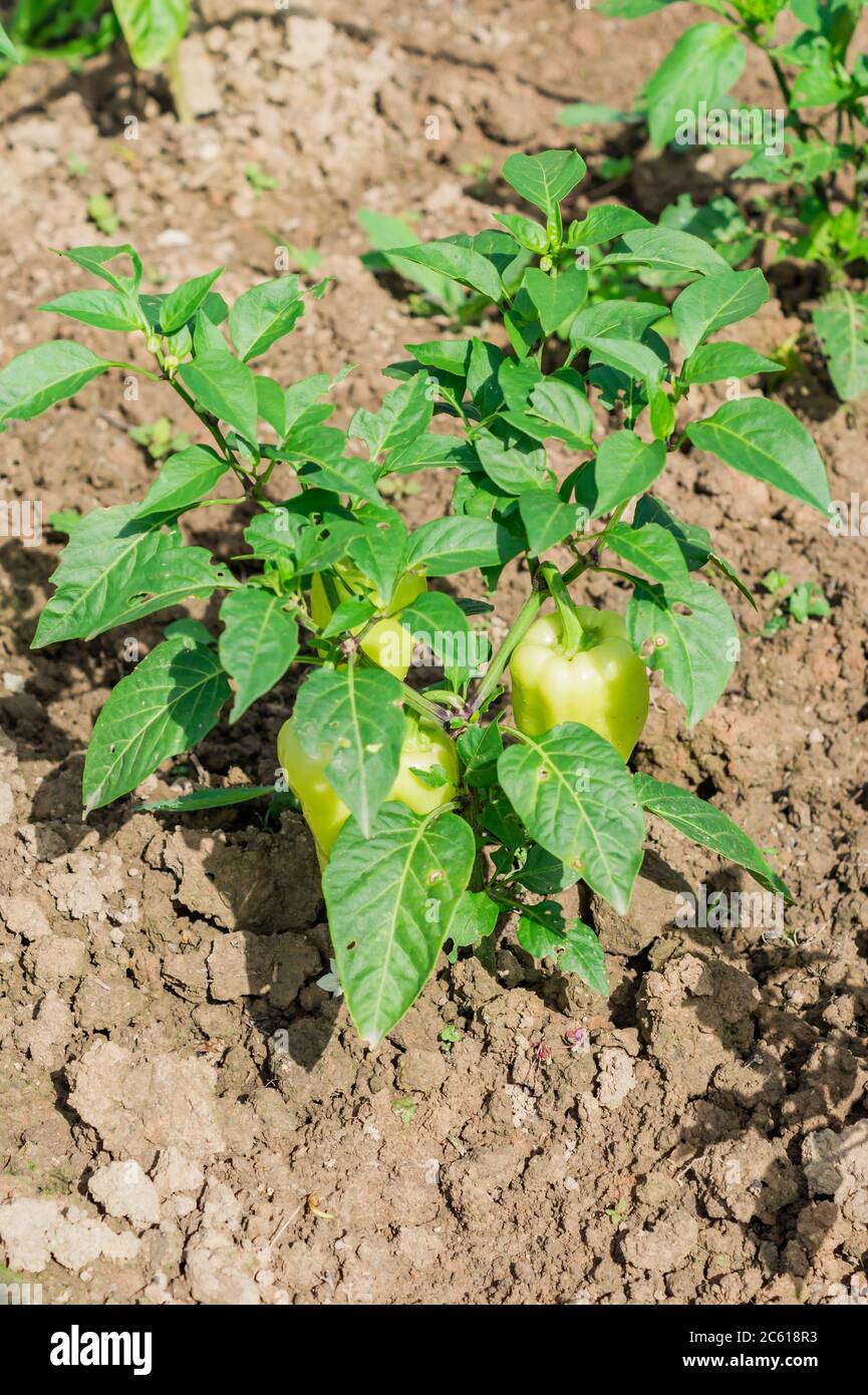 Growing bell pepper on farm hi-res stock photography and images - Alamy