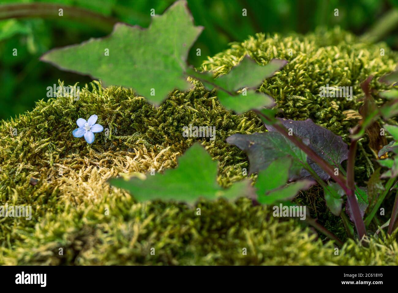 Blue meadow flowers hi-res stock photography and images - Alamy