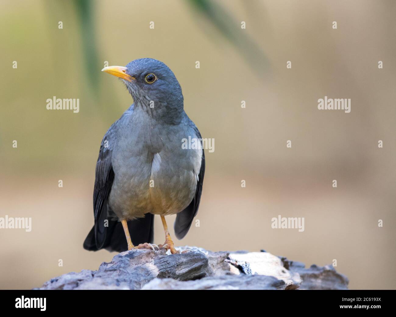 Bird common in residential areas hi-res stock photography and images ...