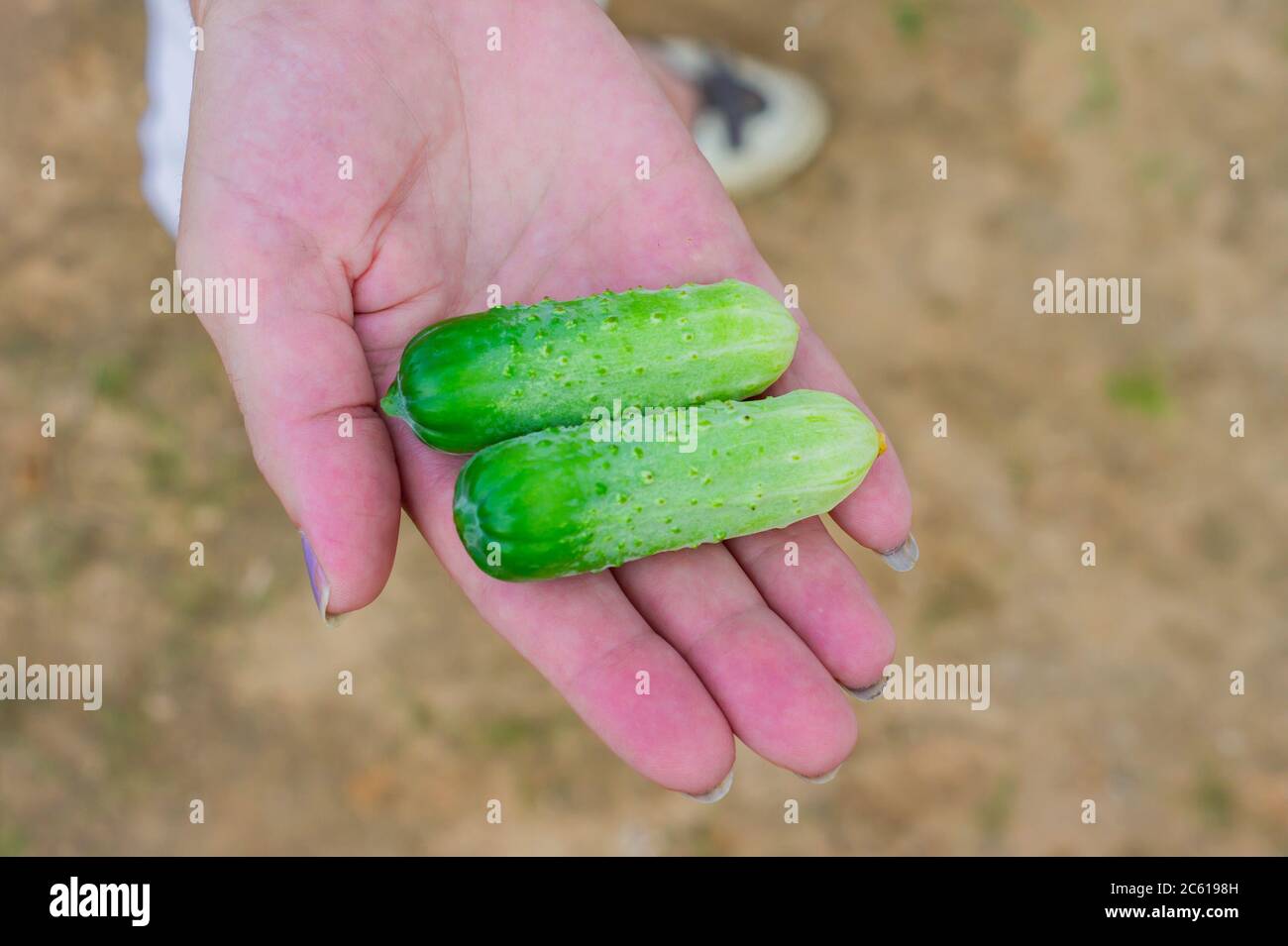 two green cucumbers in woman hand Stock Photo - Alamy