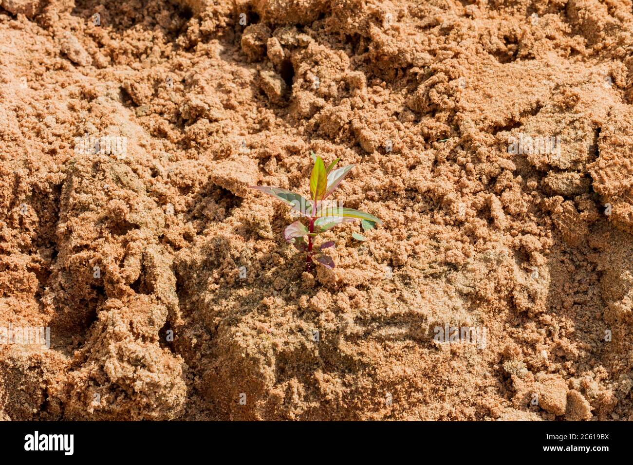 Plant sprouting in the sand. Seedling sand Stock Photo - Alamy