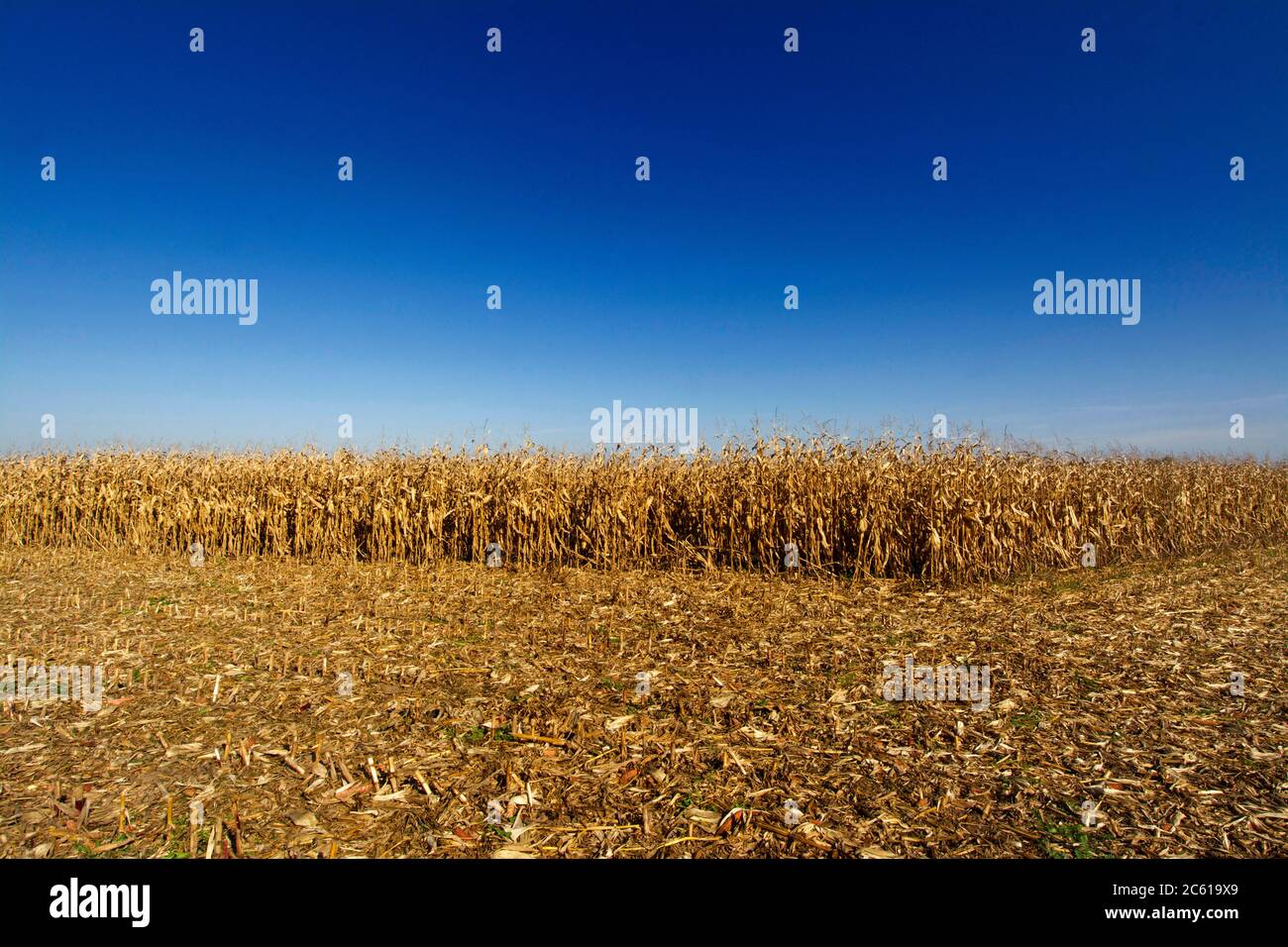 Field of corn. Allier. Auvergne. France Stock Photo - Alamy