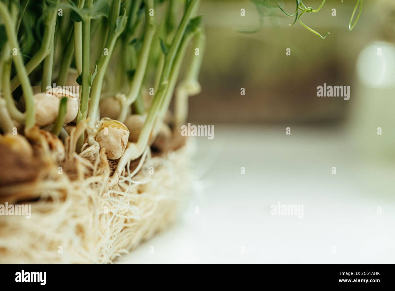 Redish plant sprout hi-res stock photography and images - Alamy